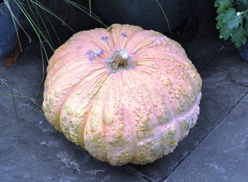 Unusual pumpkin. stock photo. Image of bizarre, crop - 48706816