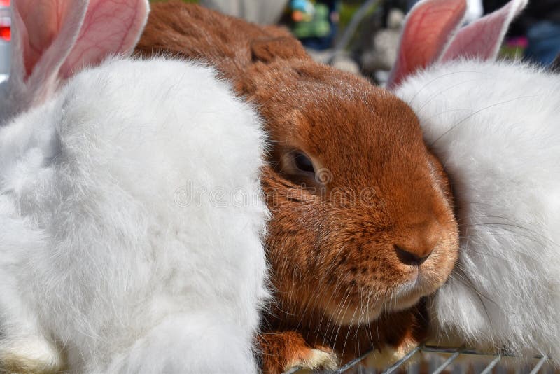 Unusual rabbit stock photo. Image of rabbit, cute, animal - 93034800
