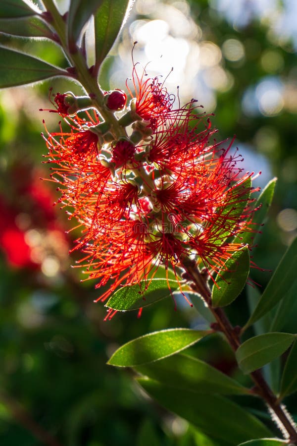 Callistemon Comboynensis Stock Photos - Free & Royalty-Free Stock ...