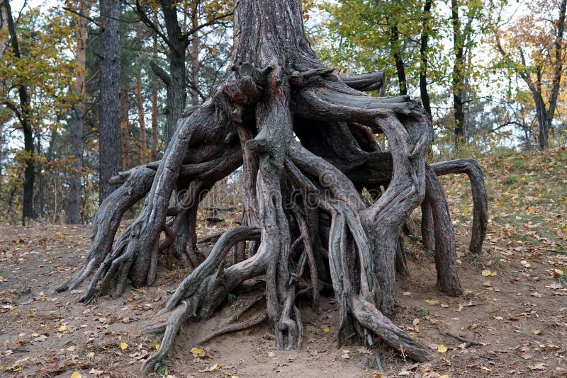 Unusual Roots of a Big Old Tree Stock Image - Image of ecology, brown ...
