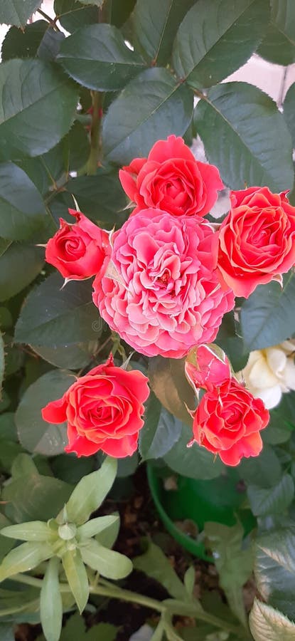 Unusual Rose,very Beautiful, Summer Stock Photo - Image of pink, plant ...