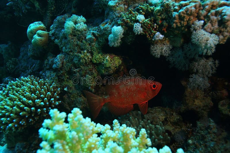 Unusual saltwater fish stock image. Image of extreme - 69399281