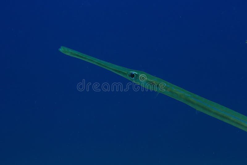 Unusual saltwater fish stock photo. Image of beauty, aquarium - 69555528