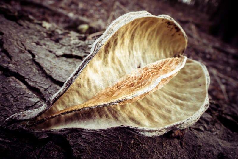 Unusual seed pod stock photo. Image of growing, cultivated - 88971934