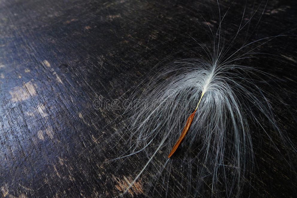 Close Up of Seed, Tropical Rainforest Tree Fruit Stock Image - Image of ...