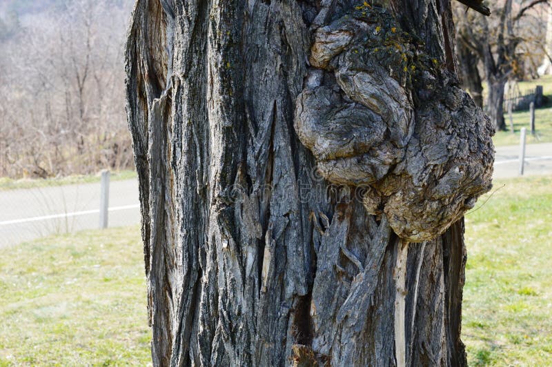 Unusual Shape of an Old Tree Stock Photo - Image of plant, nature ...