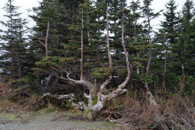 Unusual Shape or Tree Trunks at Mount Roberts, Alaska Stock Image ...