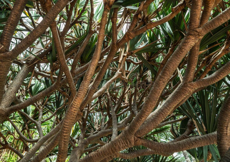 Unusual Shaped Tree Branches in the North of Tenerife Stock Photo ...