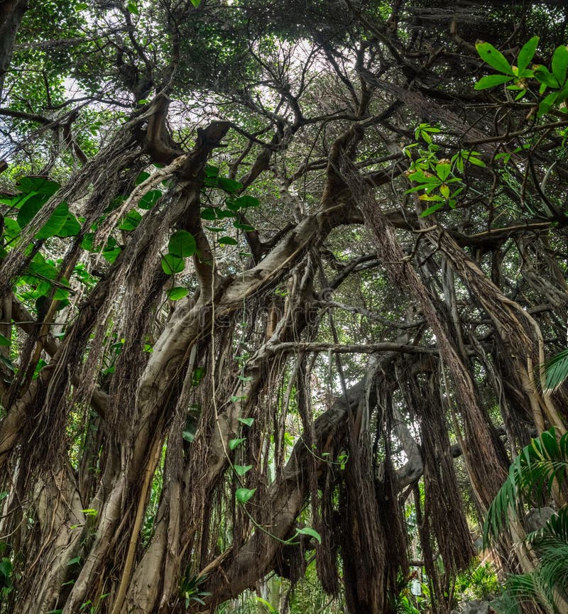 Unusual Shaped Tree Branches in the North of Tenerife Stock Photo ...