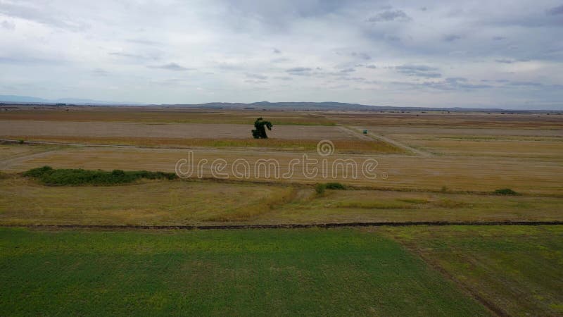 Running Tree in Bulgaria stock video. Video of balkan - 234070679