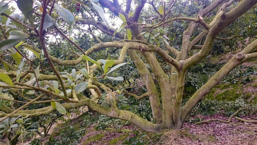 Unusual Shaped Tree with Twisted Branches Stock Image - Image of yellow ...