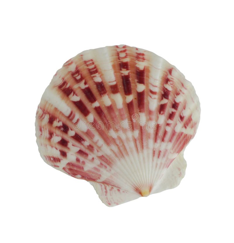 Unusual shell spotted stock photo. Image of brown, spotted - 92474944
