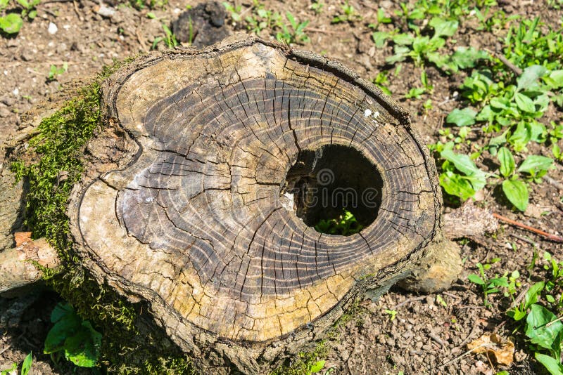 An Unusual Slice of an Old Tree Stump. Stock Image - Image of tree ...