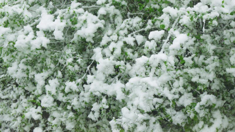 Unusual Snow Covers Green Leaves, Highlighting Climate Change Stock ...