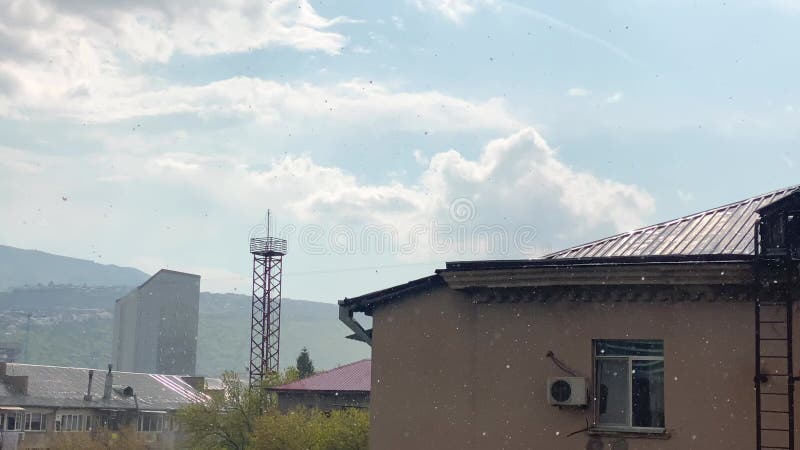 Unusual Snowfall or Icy Precipitation Falling from Sky Warm Late Spring ...