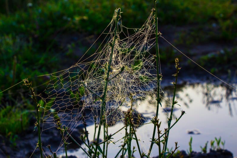 An Unusual Spider`s Web in the Field in the Early Morning. Stock Image ...