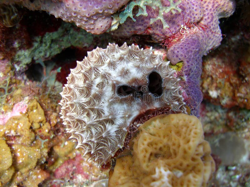 Sponge Seems Stock Photos - Free & Royalty-Free Stock Photos from ...