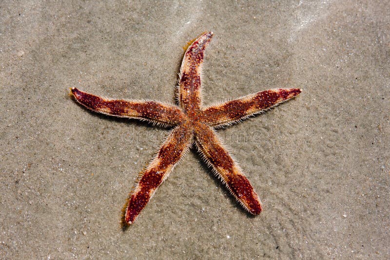Choriaster Granulatus Starfish Stock Image - Image of underwater, tour ...
