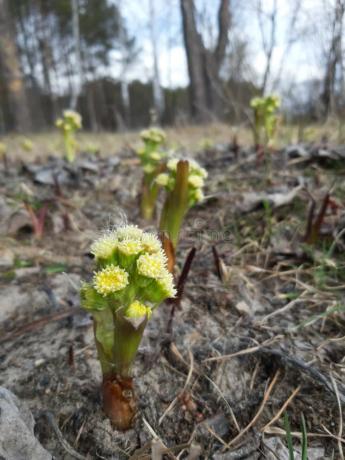Unusual Spring Flowers in a Forest Clearing Stock Photo - Image of ...