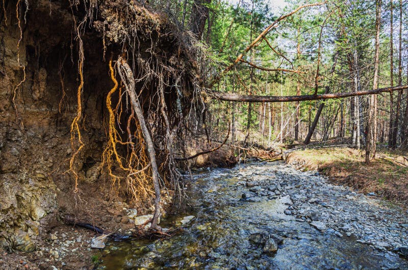 Unusual spring landscape. stock photo. Image of root - 97969828