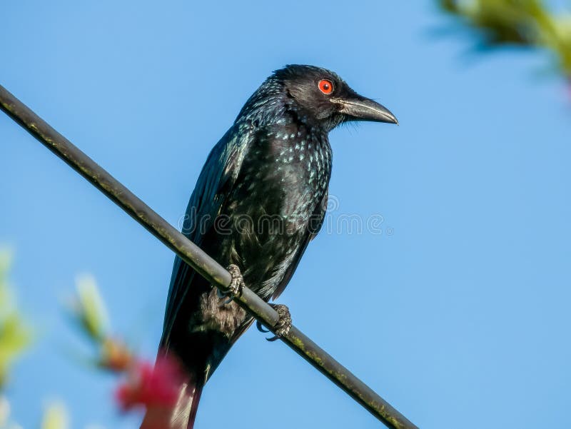 Spangled Drongo in Queensland Australia Stock Image - Image of ...