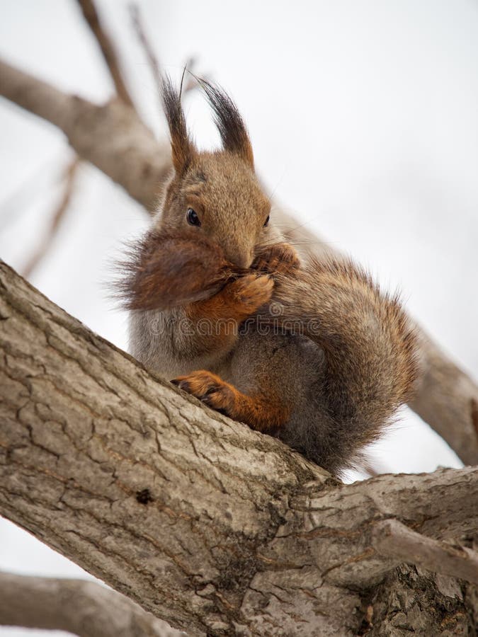 Squirrel bites its tail stock image. Image of legs, arms - 135641915