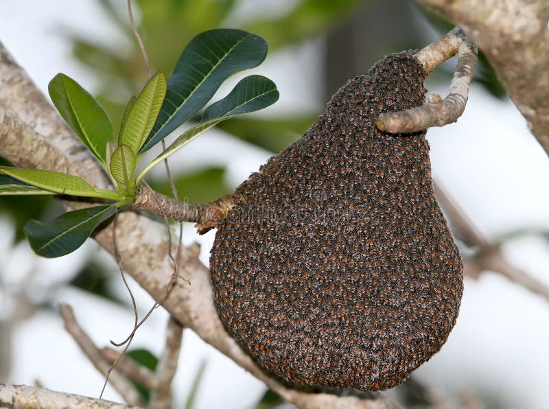 Unusual Swarm of Wild Bees on a Tree Stock Photo - Image of branch ...