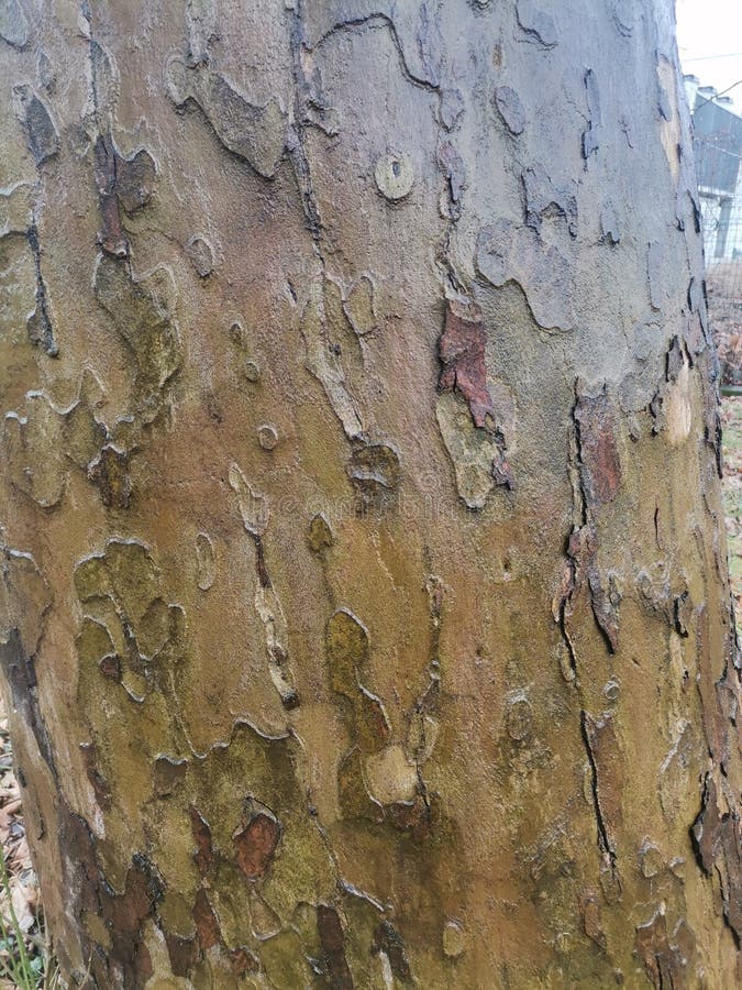 Unusual Texture of Tree Bark Stock Photo - Image of bark, wood: 242449504