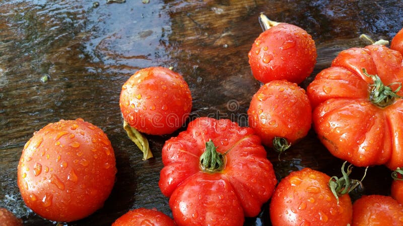 Unusual tomatoes stock photo. Image of rare, heritage - 132356906