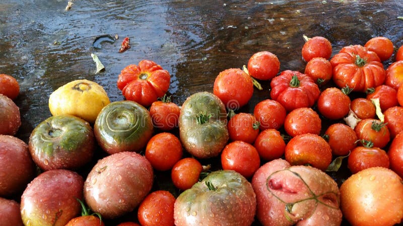 Unusual tomatoes stock photo. Image of rare, heritage - 132356906
