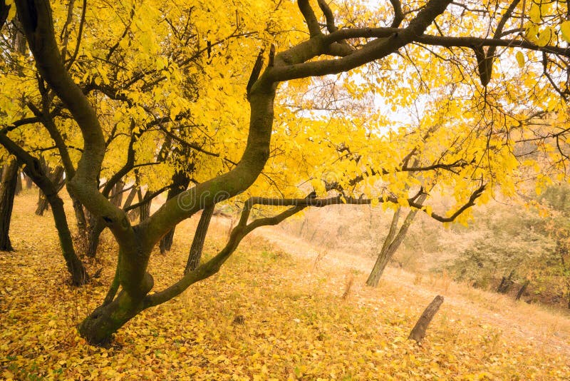Unusual tree in autumn stock photo. Image of outside - 64163368