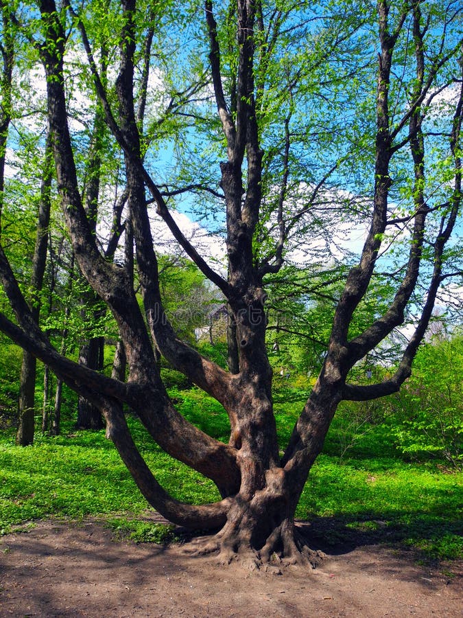 Unusual tree. stock image. Image of great, tree, flora - 70991487