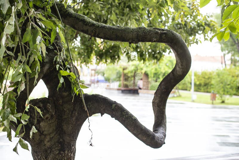 Unusual Tree Branch Shape, Forming a Rectangular Frame Stock Image ...