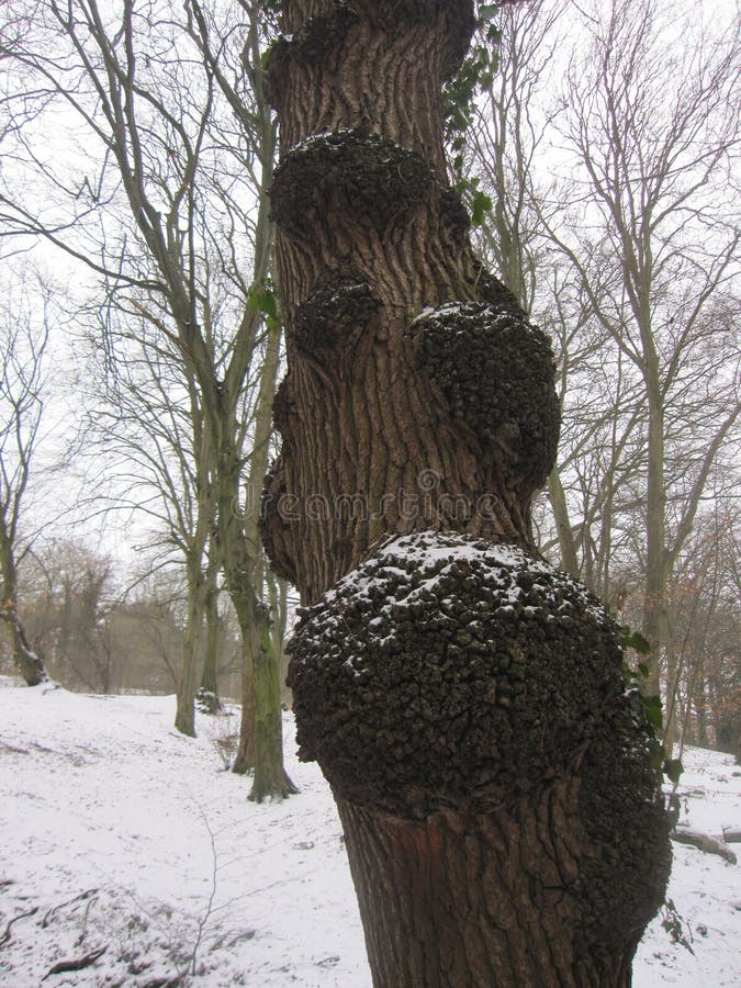 Unusual Tree stock image. Image of tree, winter, bumps - 111126177