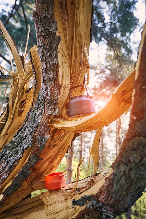 Unusual Tree in the Campsite in Which the Lightning Hit Stock Image ...