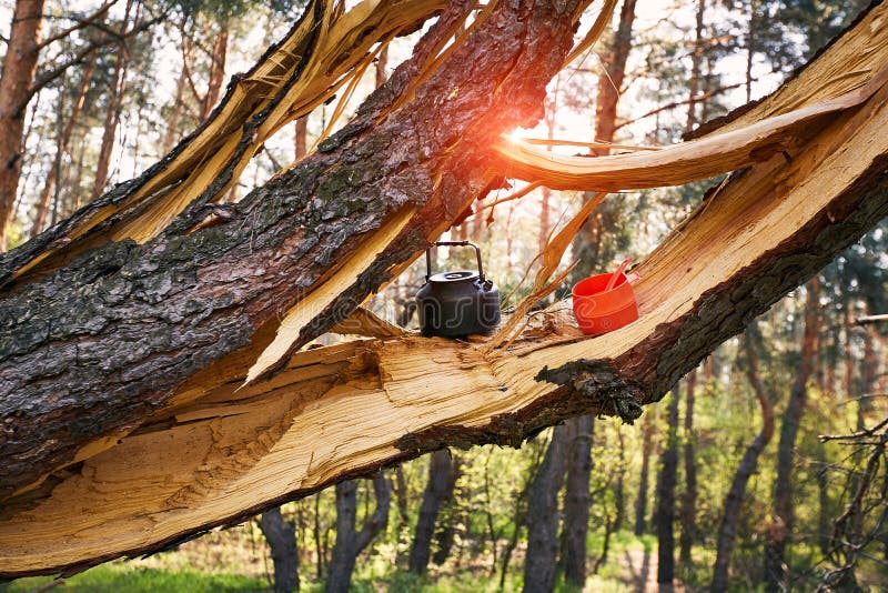 Unusual Tree in the Campsite in Which the Lightning Hit Stock Photo ...
