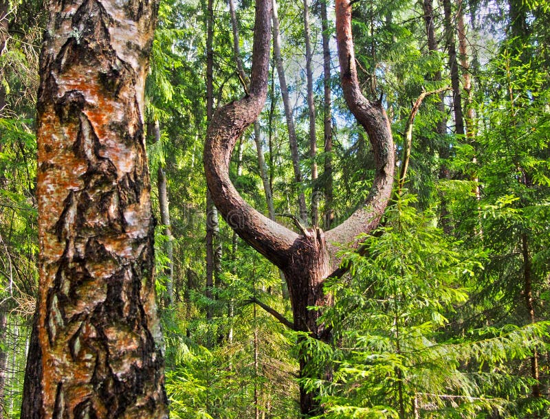 Unusual Tree with a Forked Trunk Stock Image - Image of green, anthill ...