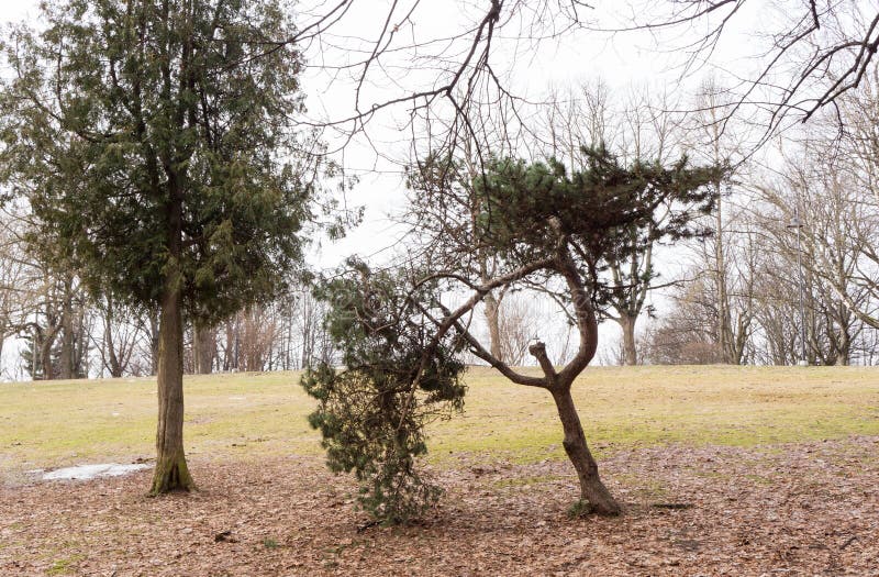 Unusual tree form stock image. Image of branch, morning - 87797055