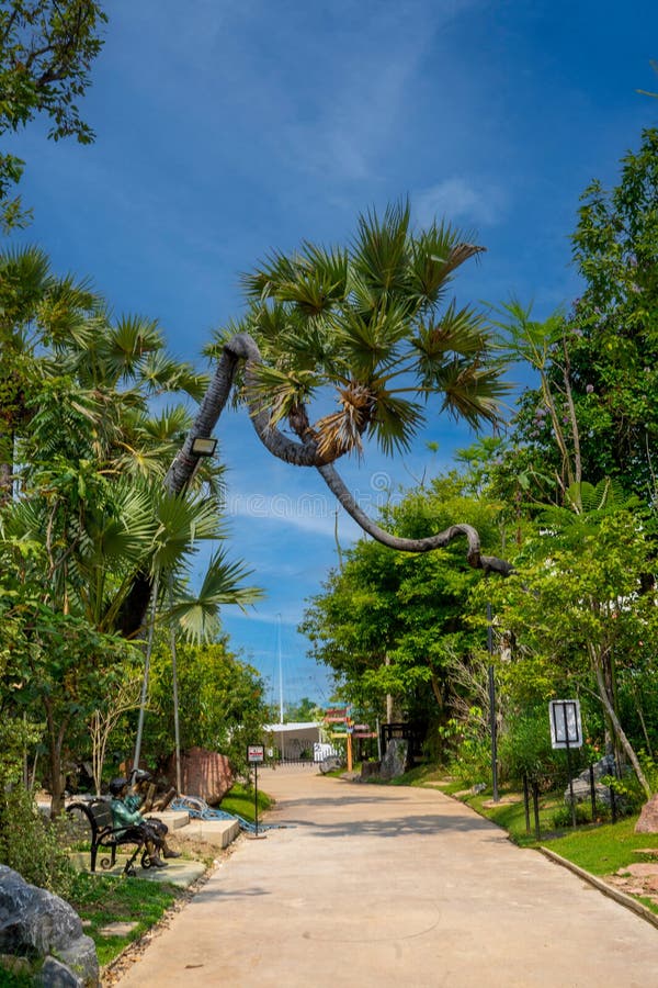 An Unusual Palm Tree Formation Spanning a Path Stock Image - Image of ...