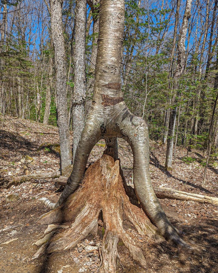 Unusual Tree Grown Around a Dead Tree Stump Stock Photo - Image of ...