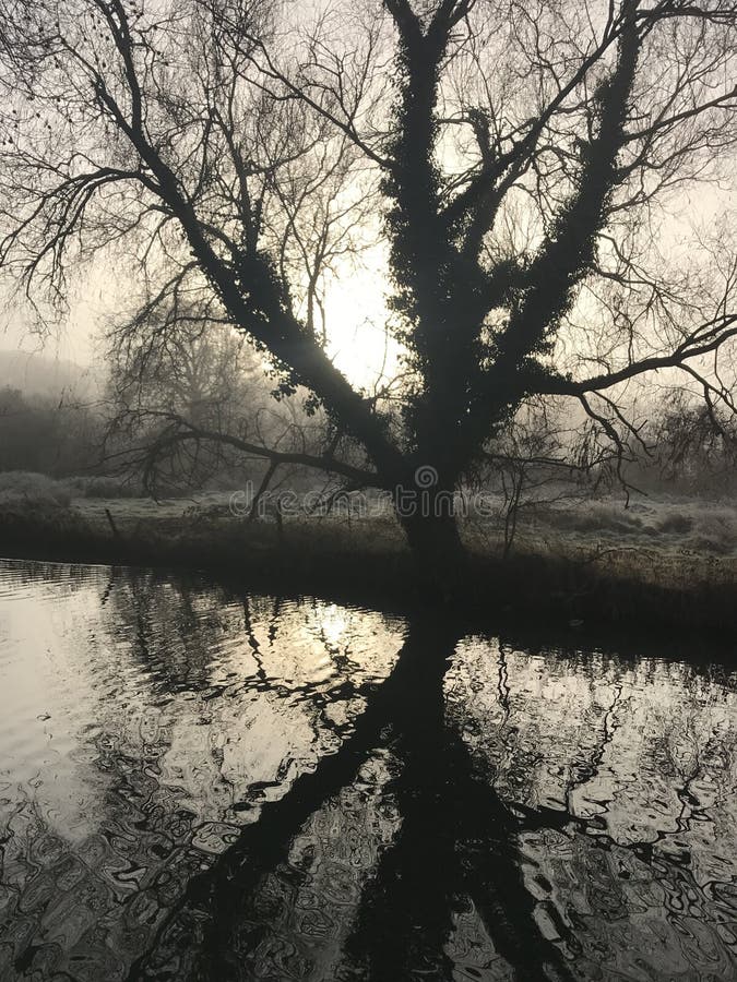 Unusual Tree Reflection with Sun Behind on Canal Stock Photo - Image of ...