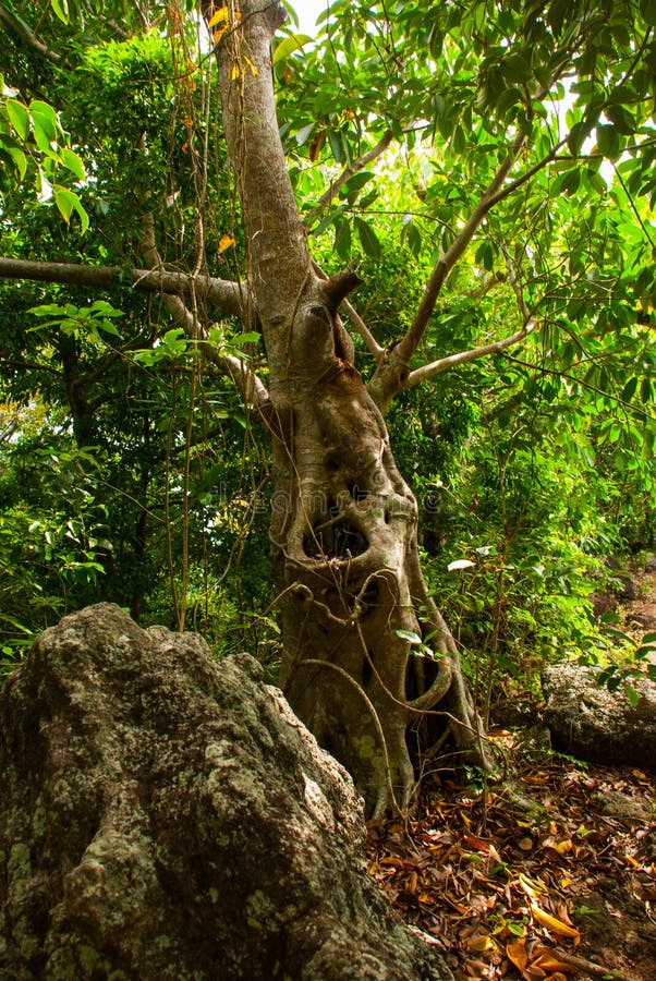 Unusual Tree with Roots in the Green Stock Image - Image of calm ...