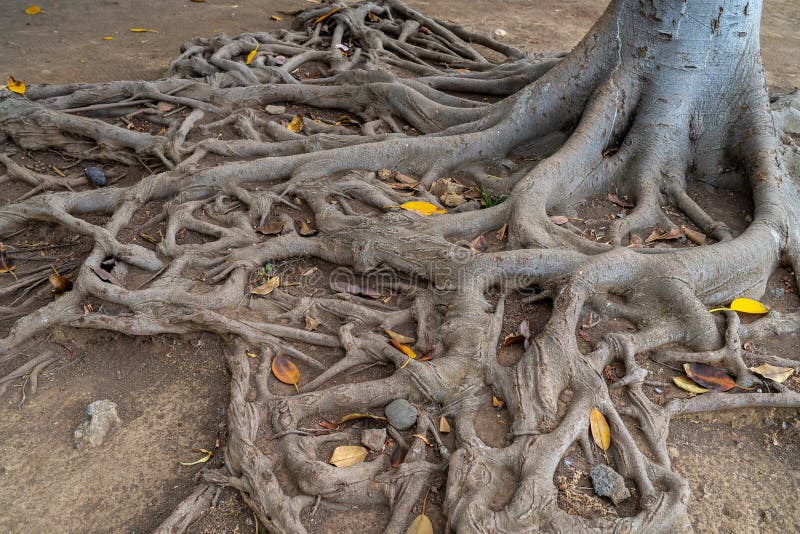Unusual tree roots. stock photo. Image of plant, curved - 127420886