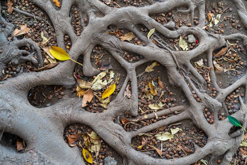 Unusual tree roots. stock photo. Image of plant, concept - 127420926