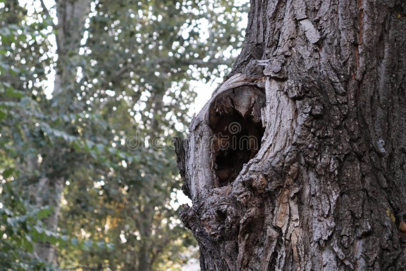 Unusual tree stock photo. Image of leaves, texture, greens - 255051792