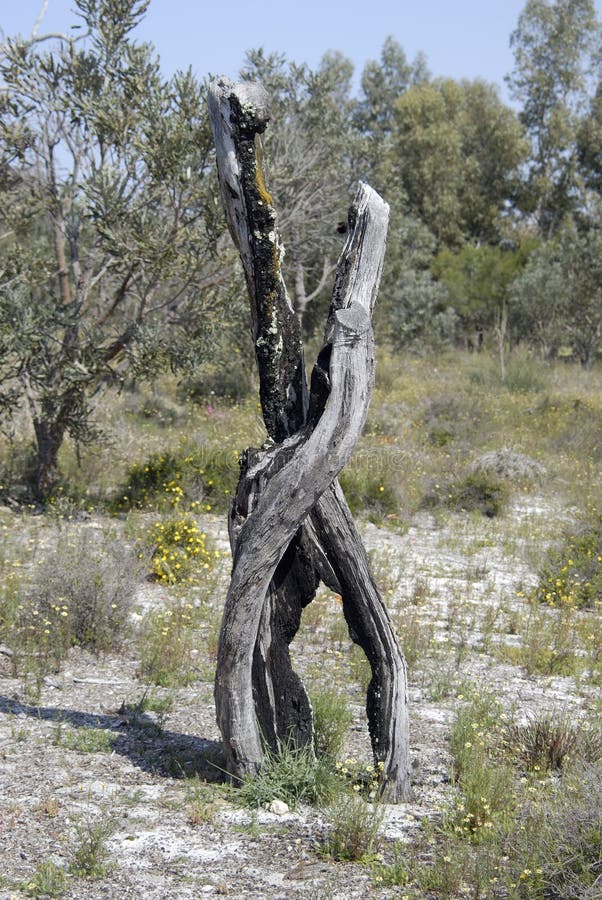 Unusual tree trunk stock image. Image of life, color - 23474617