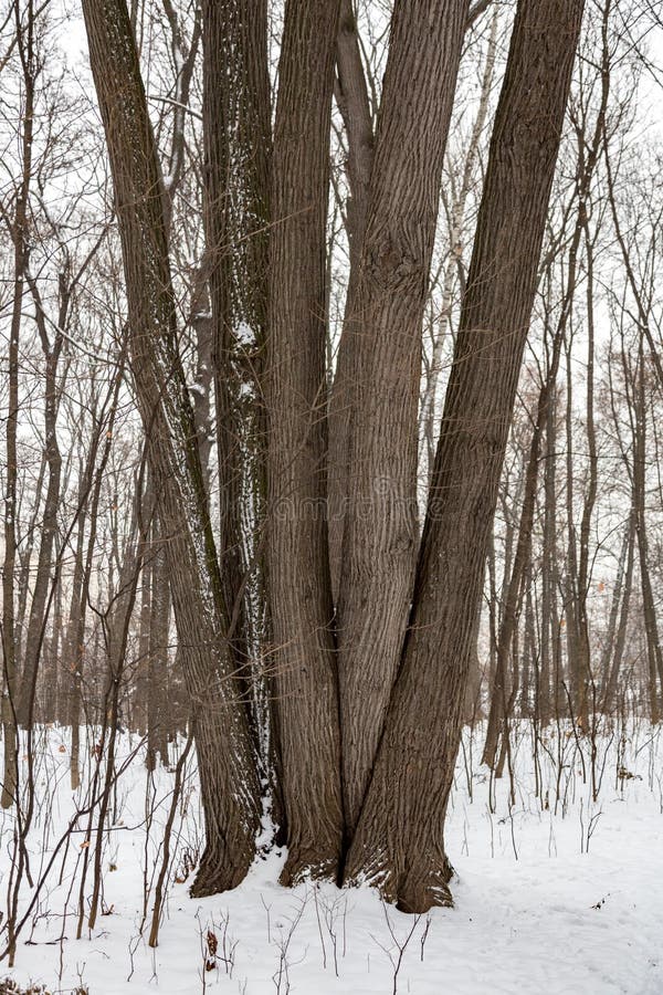 Unusual tree trunk stock image. Image of deciduous, snow - 105813003