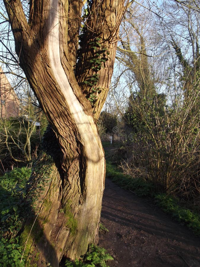 111 Twisty Trunk Stock Photos - Free & Royalty-Free Stock Photos from ...