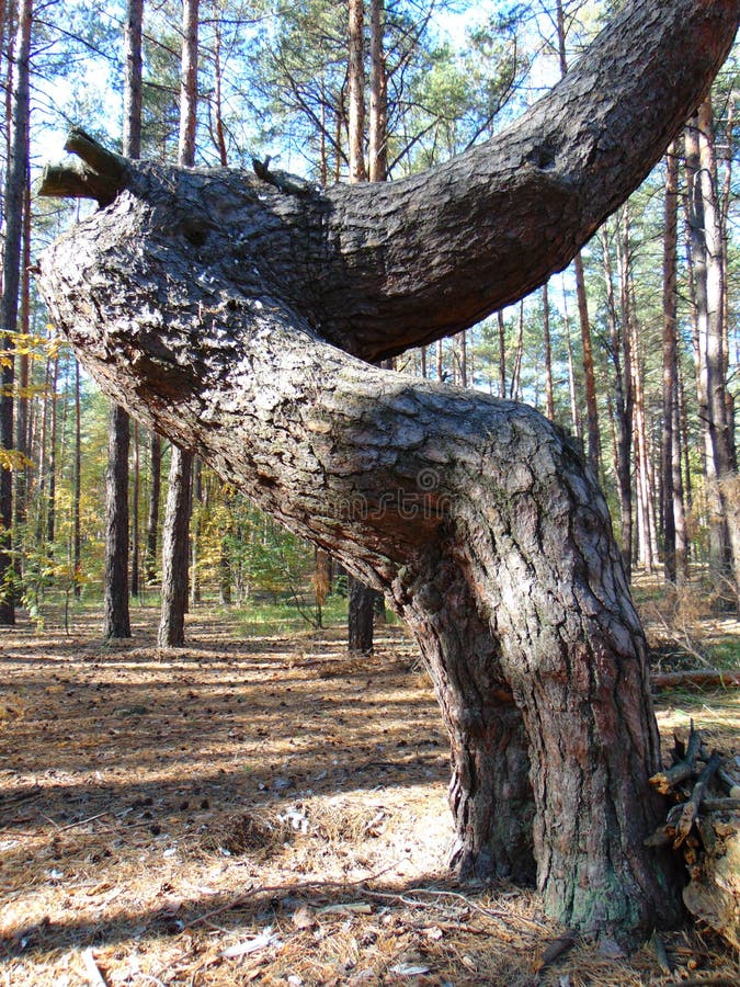 Unusual tree stock image. Image of tree, forest, nature - 132176581