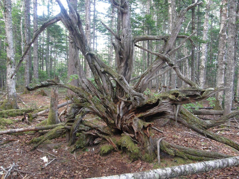 An unusual tree stock photo. Image of trail, woodland - 249571298